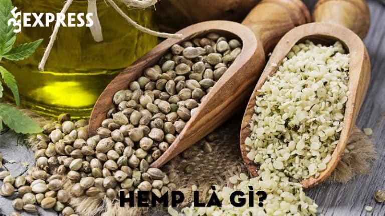Hemp là gì? Nguồn gốc và ứng dụng của hemp trong đời sống | 35Express